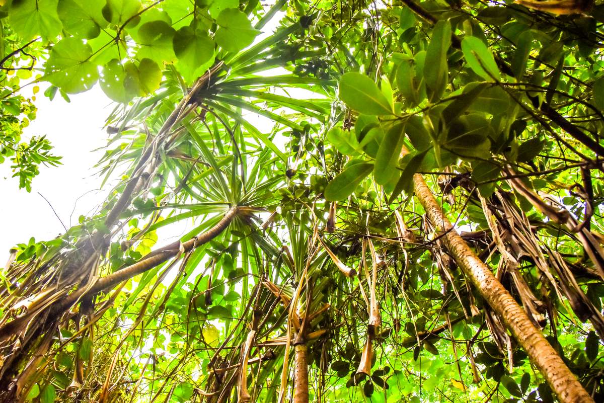 15 Best Historical Sites in Samoa 🗺️ - Samoa Pocket Guide