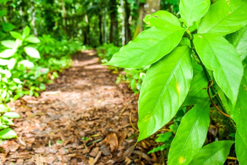 7 Best Walks & Hikes on Savai'i - Samoa Pocket Guide