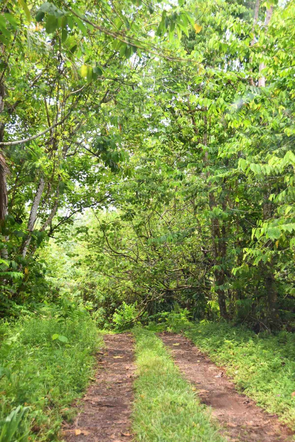 7 Best Walks & Hikes on Savai'i - Samoa Pocket Guide