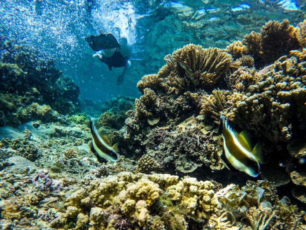 25 BEST Things to Do in Apia 👒 [2024] - Samoa Pocket Guide