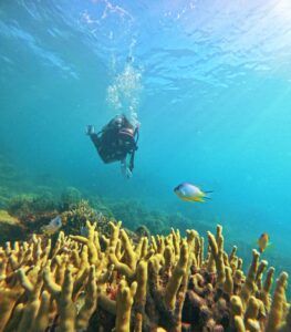 The Best Scuba Diving in Samoa: Top 10 Places to Dive 2025