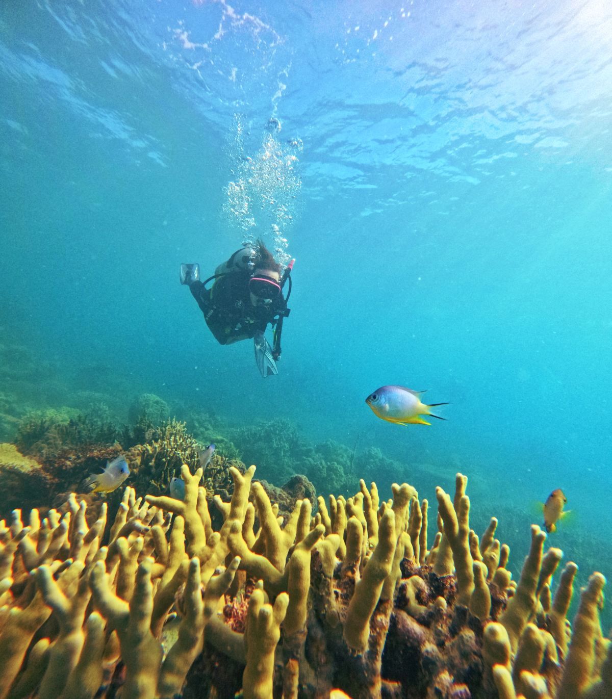 The Best Scuba Diving in Samoa: Top 10 Places to Dive 2025