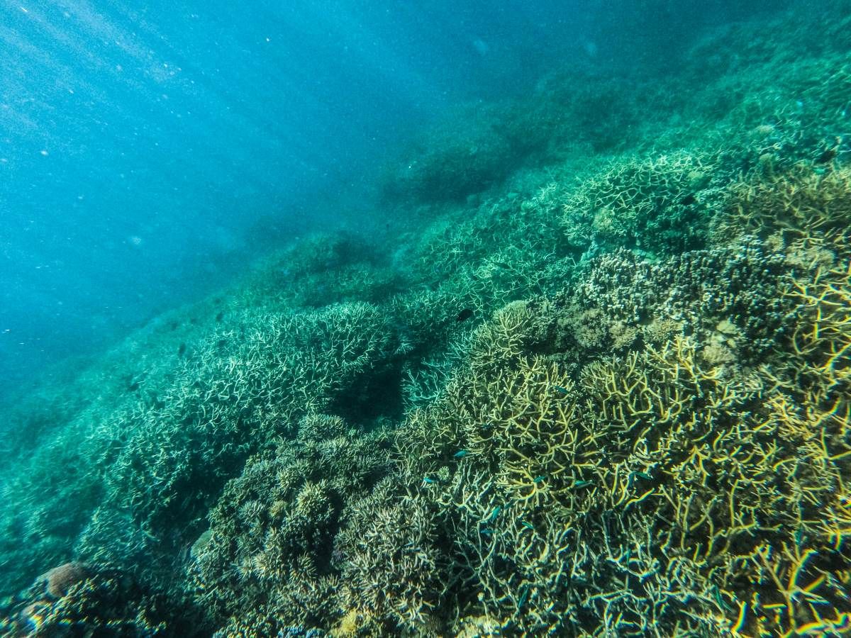 The Best Scuba Diving in Samoa: Top 10 Places to Dive 2025