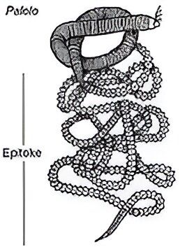 How to Experience the Palolo Season in Samoa - Samoa Pocket Guide
