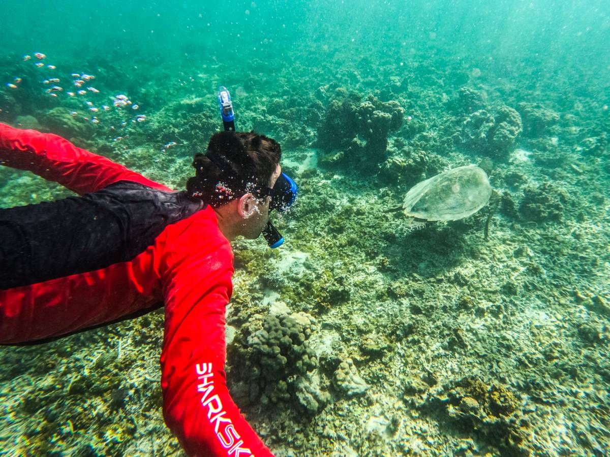 10 BEST Places to See Turtles in Samoa - Samoa Pocket Guide