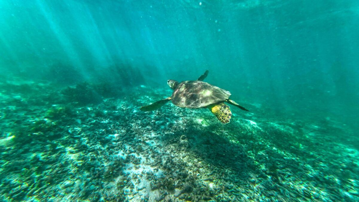 10 BEST Places to See Turtles in Samoa - Samoa Pocket Guide
