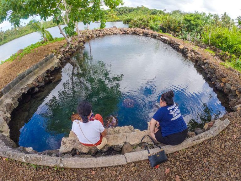 10 BEST Places to See Turtles in Samoa - Samoa Pocket Guide