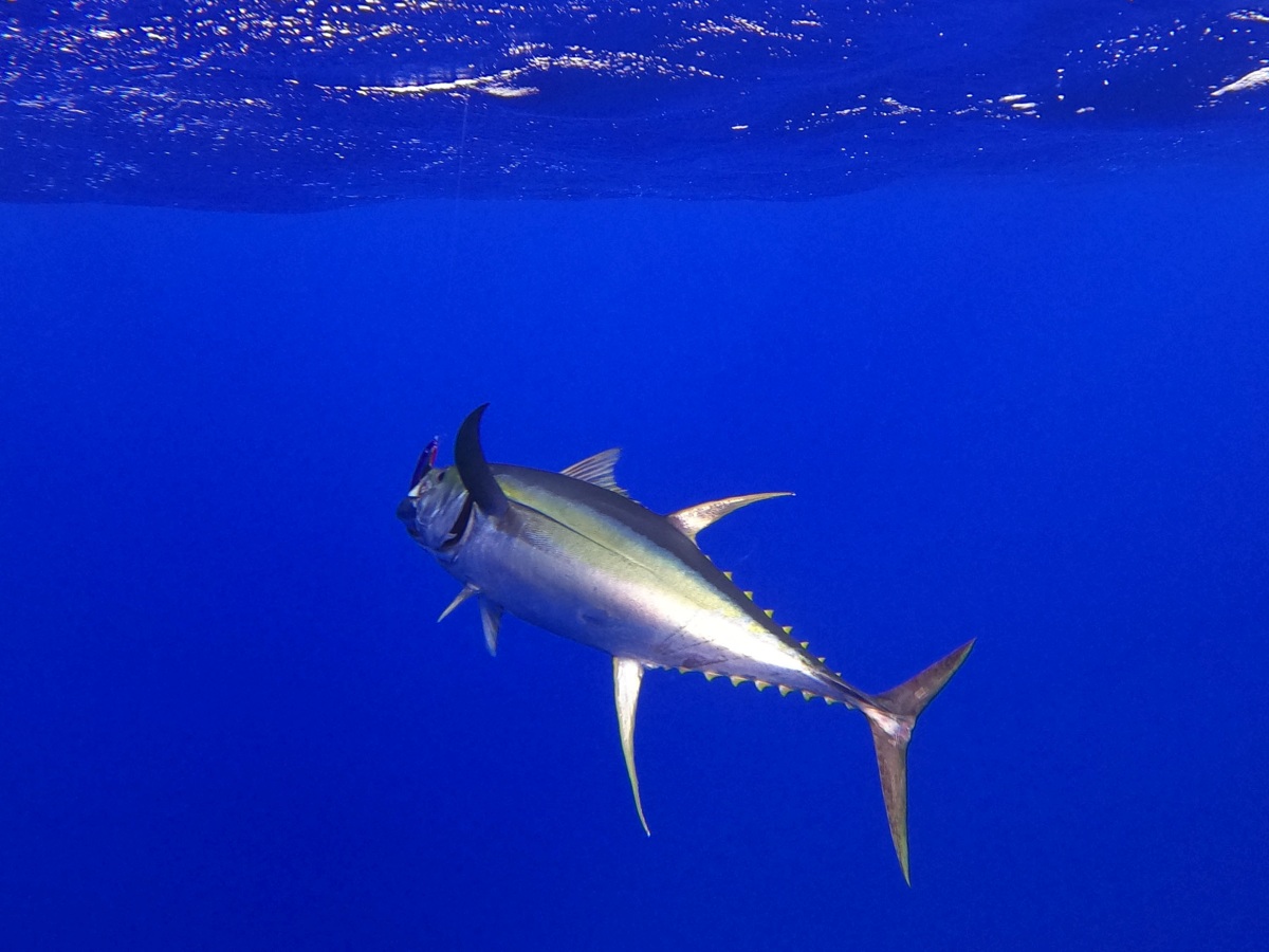 The Ultimate Guide to Fishing in Samoa 🎣 - Samoa Pocket Guide