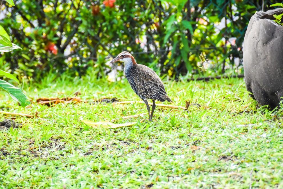20 Animals & Birds Found in Samoa 🦜 - Samoa Pocket Guide