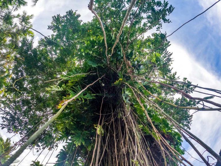 Wildlife in Samoa: Animals in Samoa & Where to See Them - Samoa Pocket ...