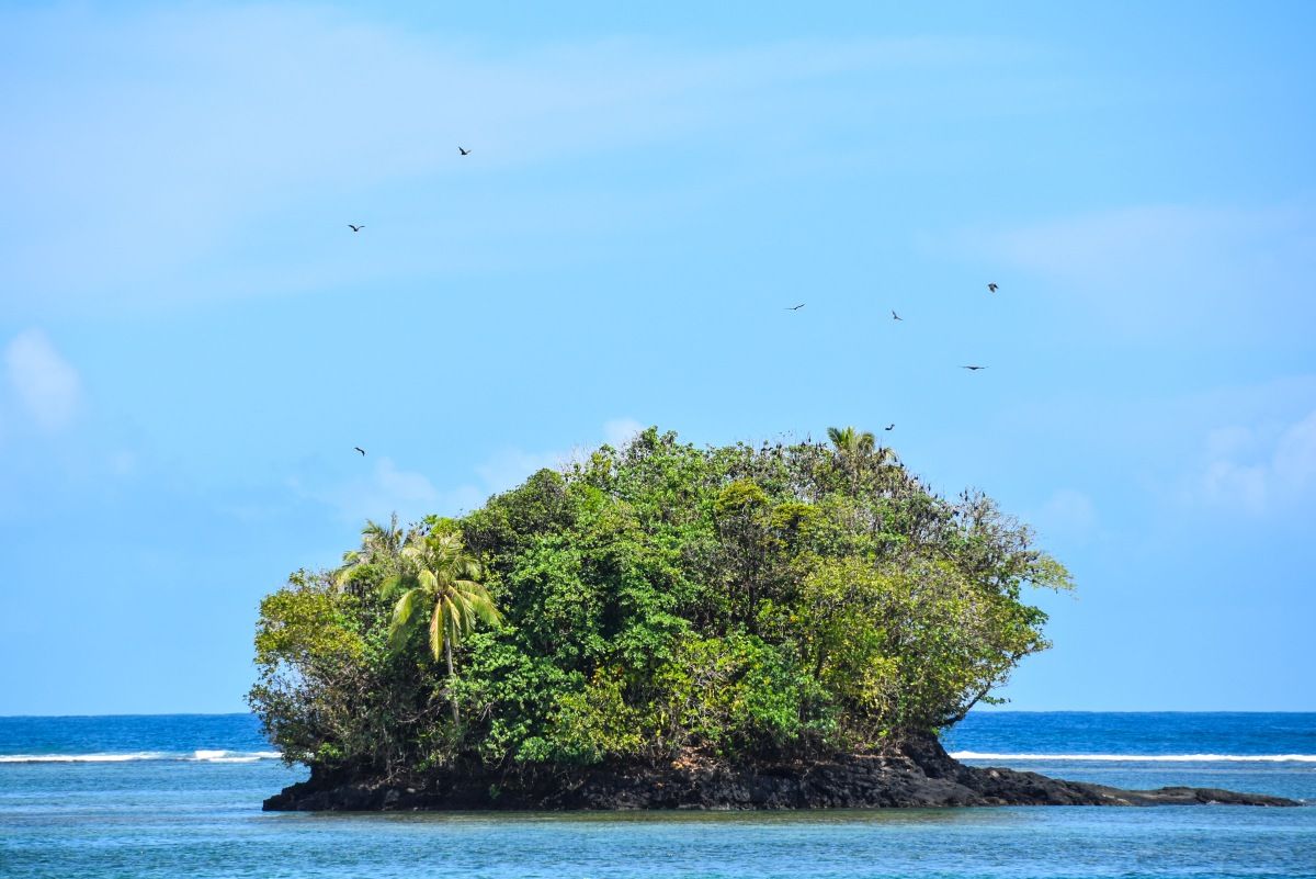 Wildlife in Samoa: Animals in Samoa & Where to See Them - Samoa Pocket ...