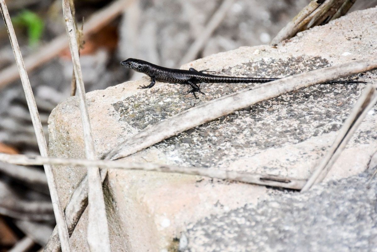 20 Animals & Birds Found in Samoa 🦜 - Samoa Pocket Guide