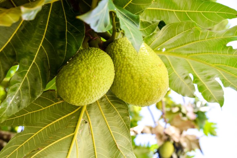 10 Exotic Fruits in Samoa You HAVE to Try! - Samoa Pocket Guide