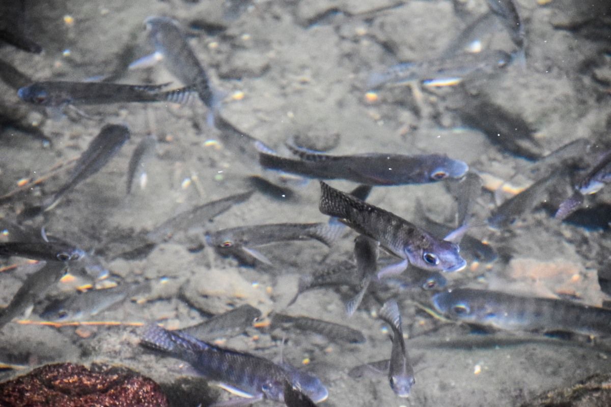 Wildlife in Samoa: Animals in Samoa & Where to See Them - Samoa Pocket ...