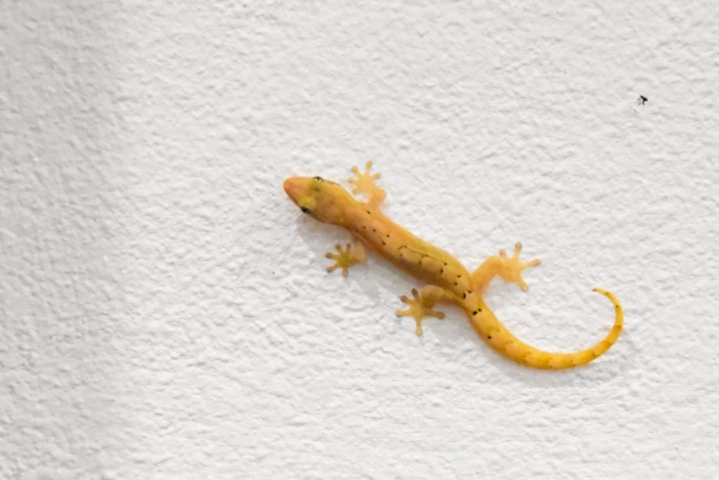 Wildlife in Samoa: Animals in Samoa & Where to See Them - Samoa Pocket ...