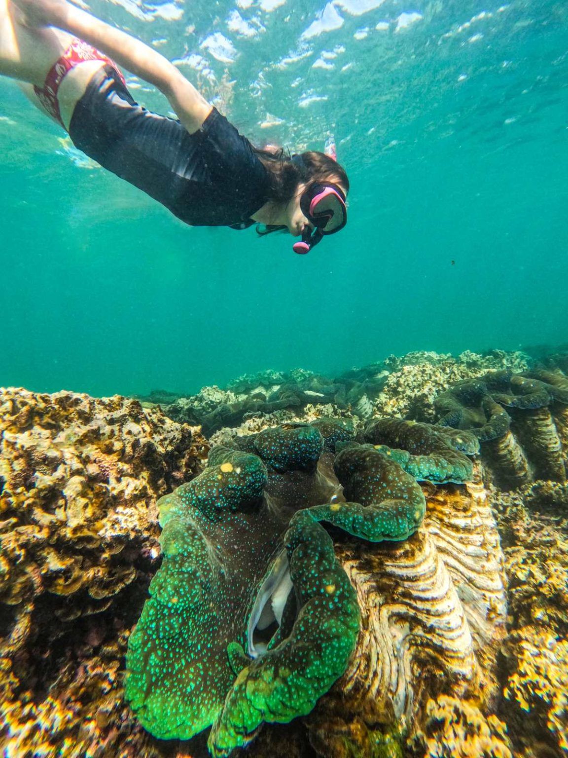 20 Animals & Birds Found in Samoa 🦜 - Samoa Pocket Guide