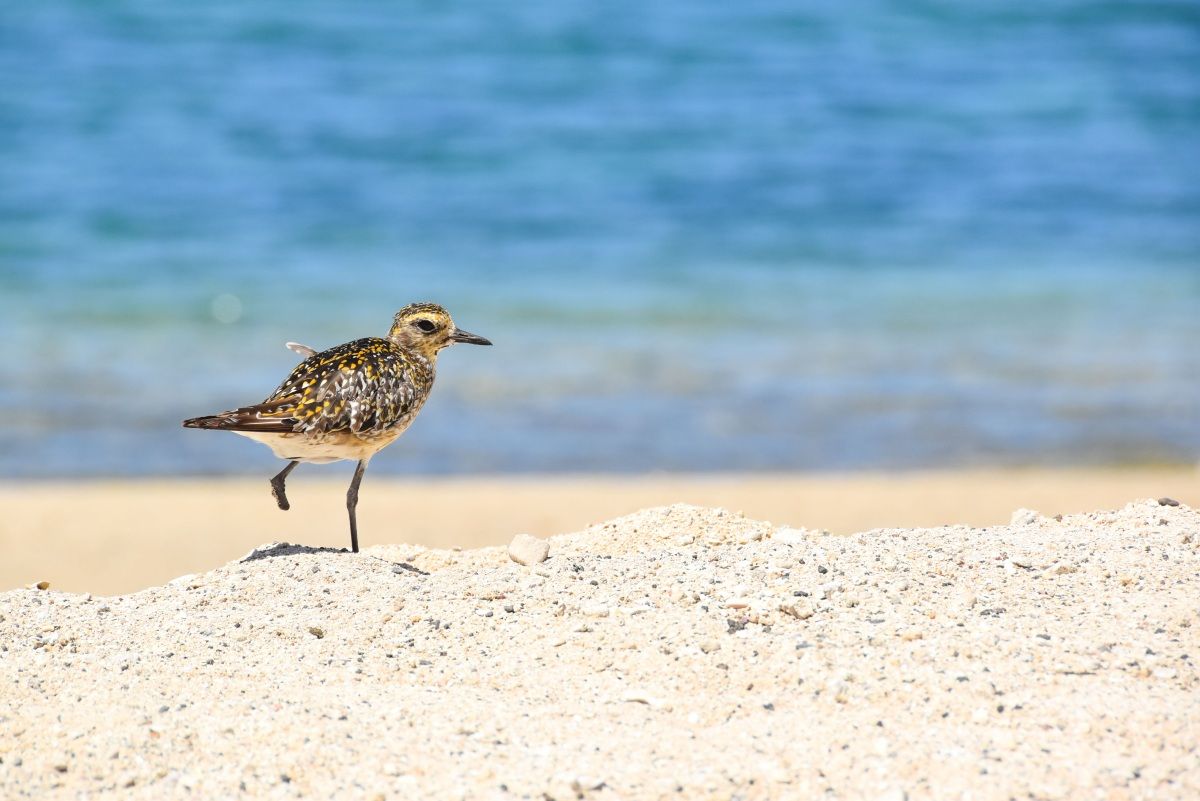 20 Animals & Birds Found in Samoa 🦜 - Samoa Pocket Guide