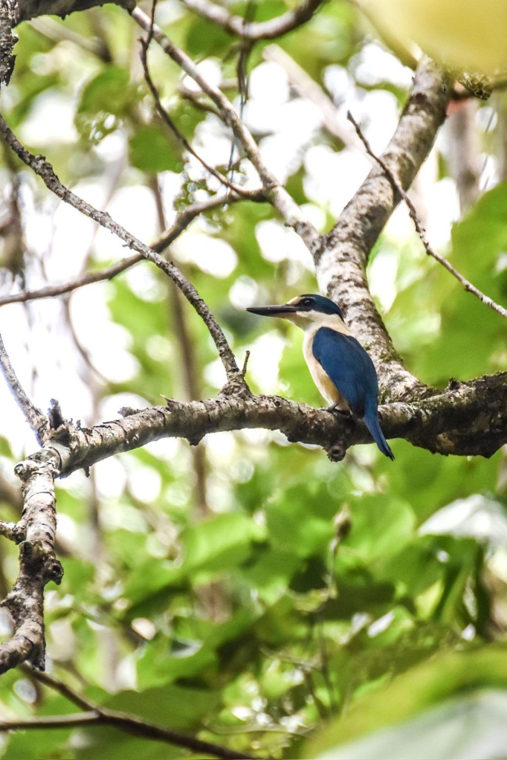 Wildlife in Samoa: Animals in Samoa & Where to See Them - Samoa Pocket ...