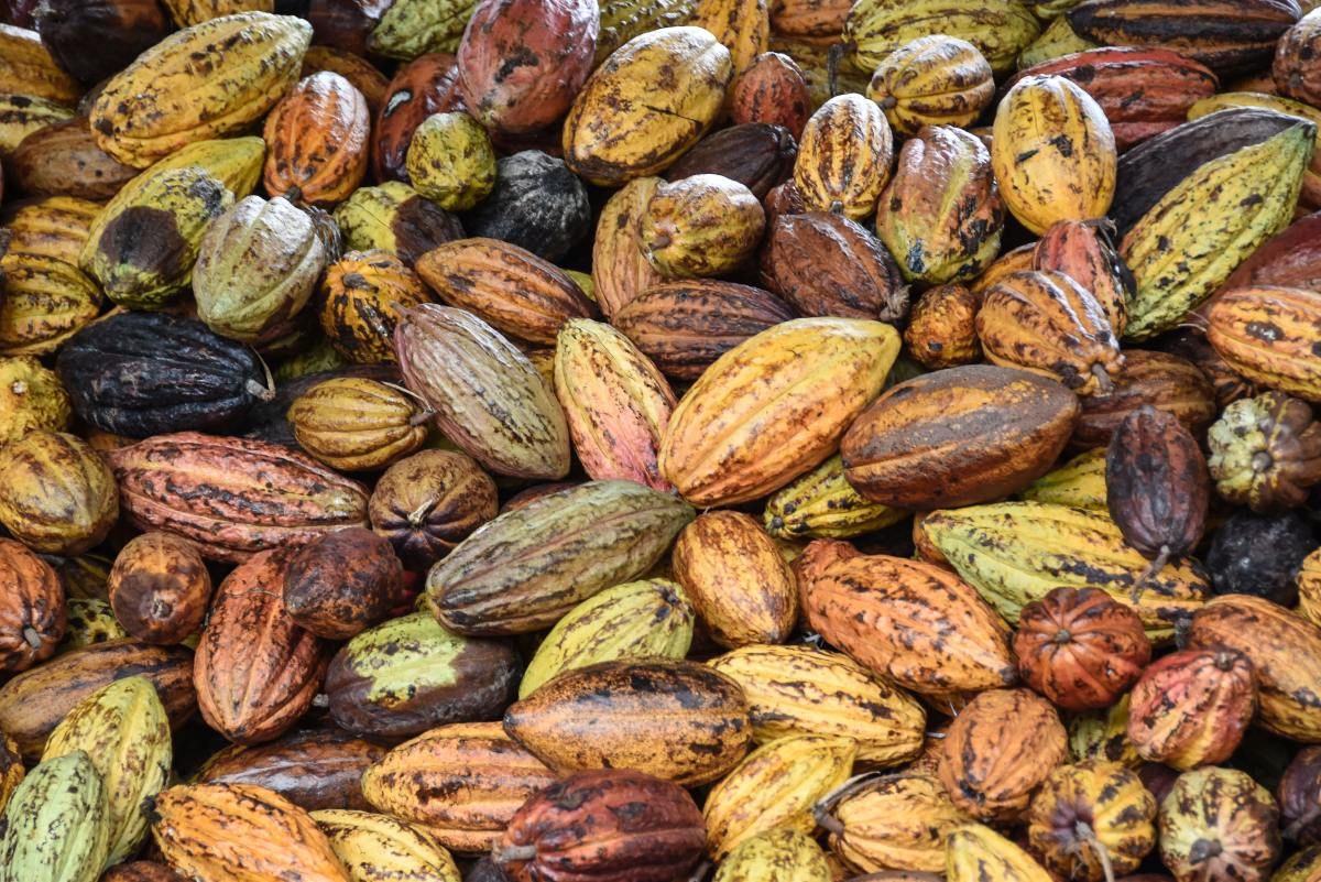 10 Exotic Fruits in Samoa You HAVE to Try! - Samoa Pocket Guide