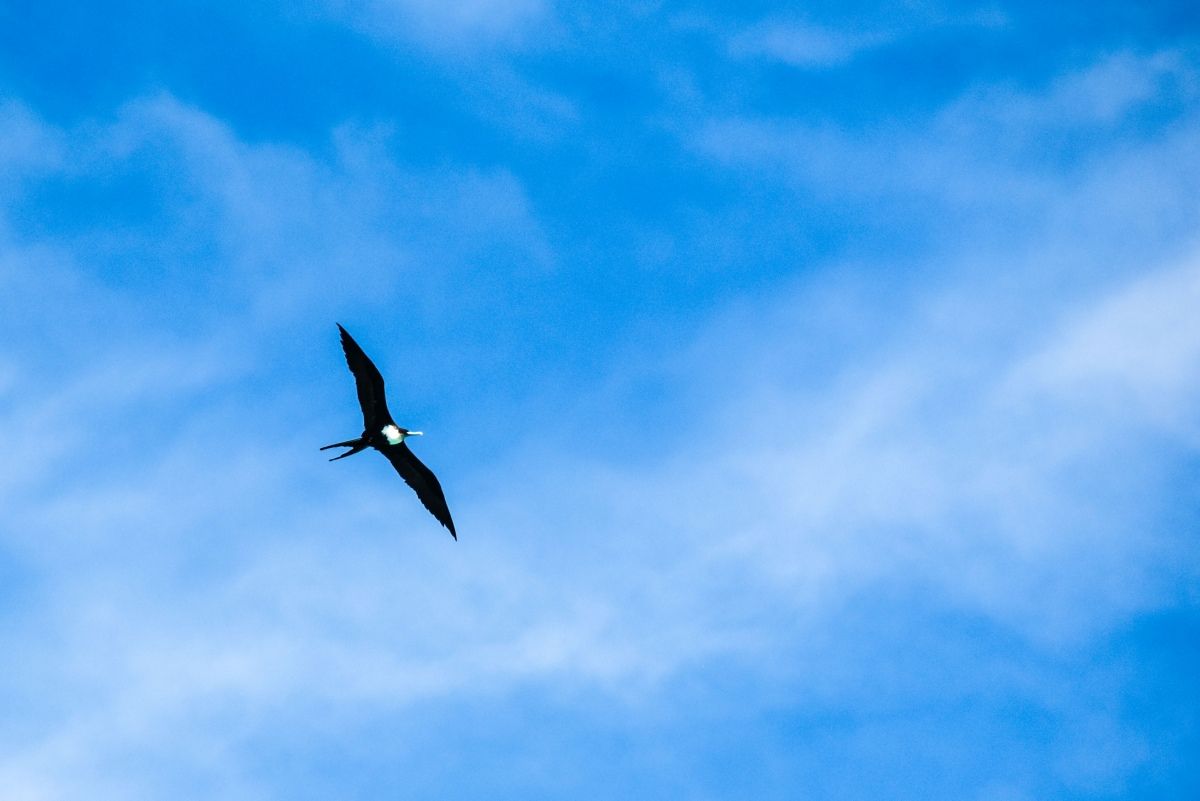 20 Animals & Birds Found in Samoa 🦜 - Samoa Pocket Guide