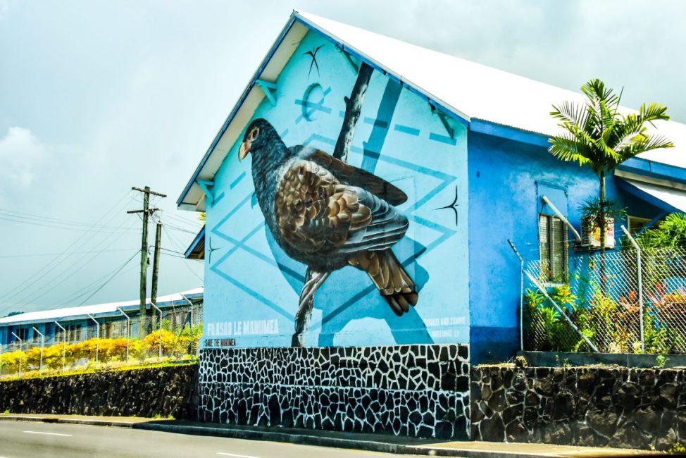 20 Animals & Birds Found in Samoa 🦜 - Samoa Pocket Guide