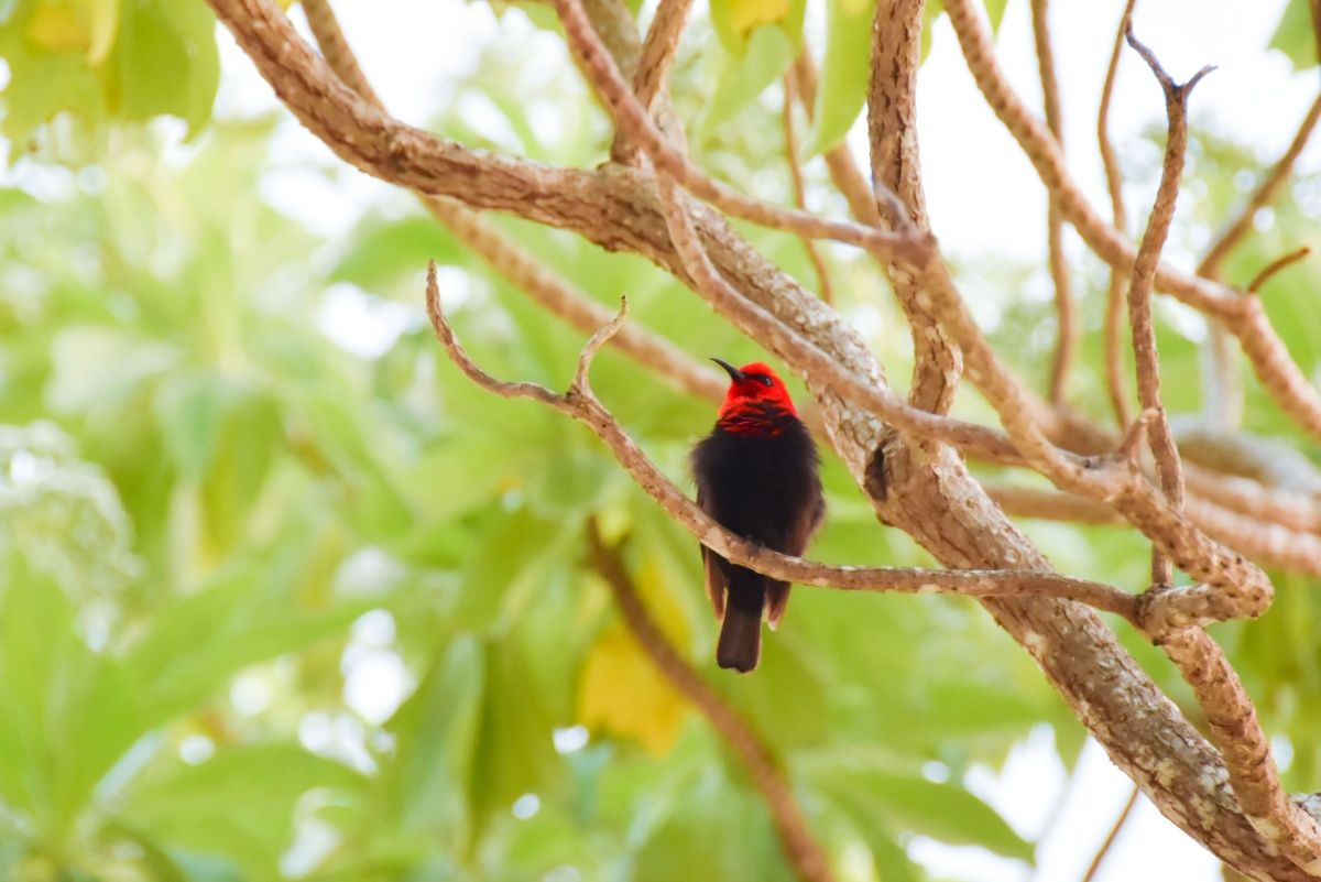 6 Best Places for Bird Watching in Samoa 🐦 - Samoa Pocket Guide