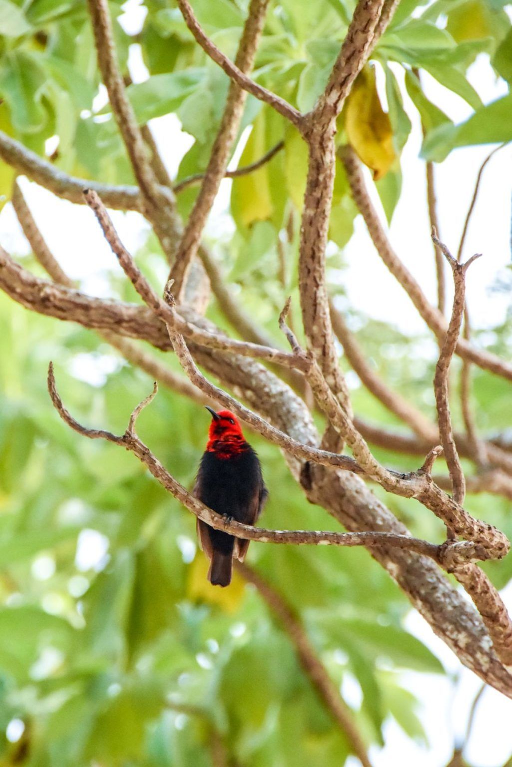 20 Animals & Birds Found in Samoa - Samoa Pocket Guide 🦜