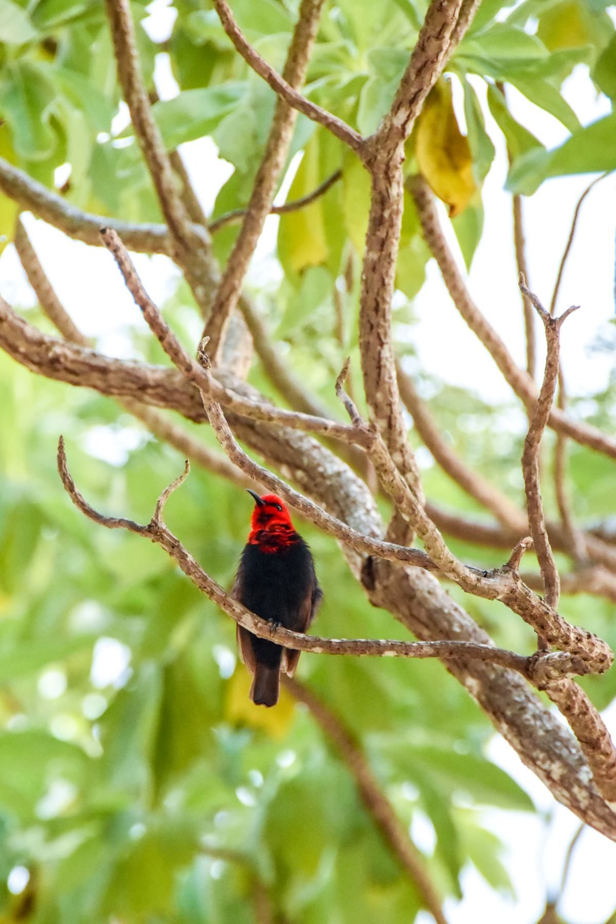 20 Animals & Birds Found in Samoa 🦜 - Samoa Pocket Guide