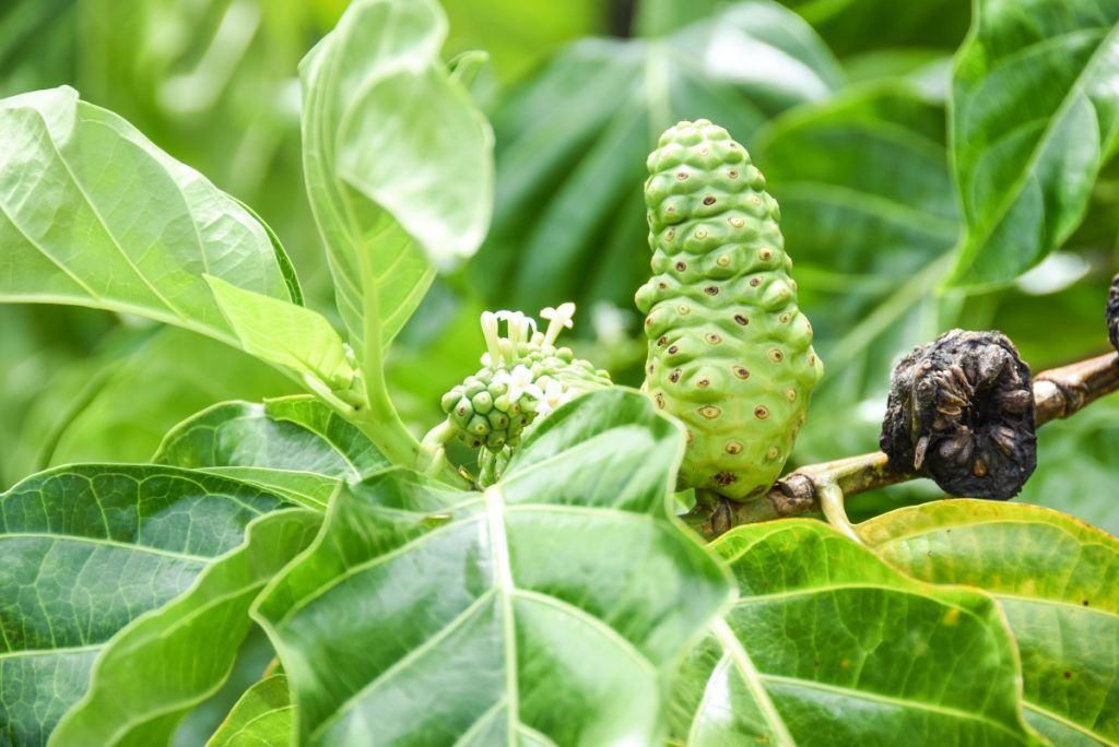 10 Exotic Fruits in Samoa You HAVE to Try! - Samoa Pocket Guide