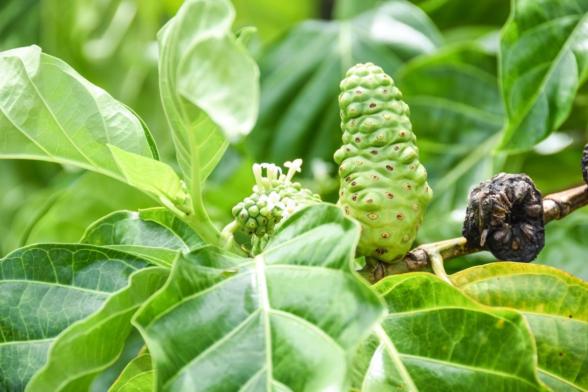 10 Exotic Fruits in Samoa You HAVE to Try! - Samoa Pocket Guide