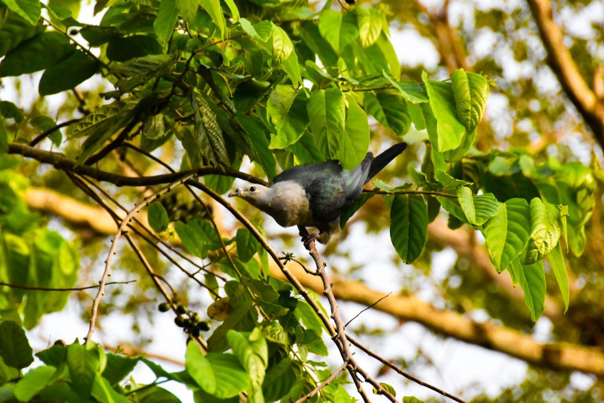 20 Animals & Birds Found in Samoa 🦜 - Samoa Pocket Guide