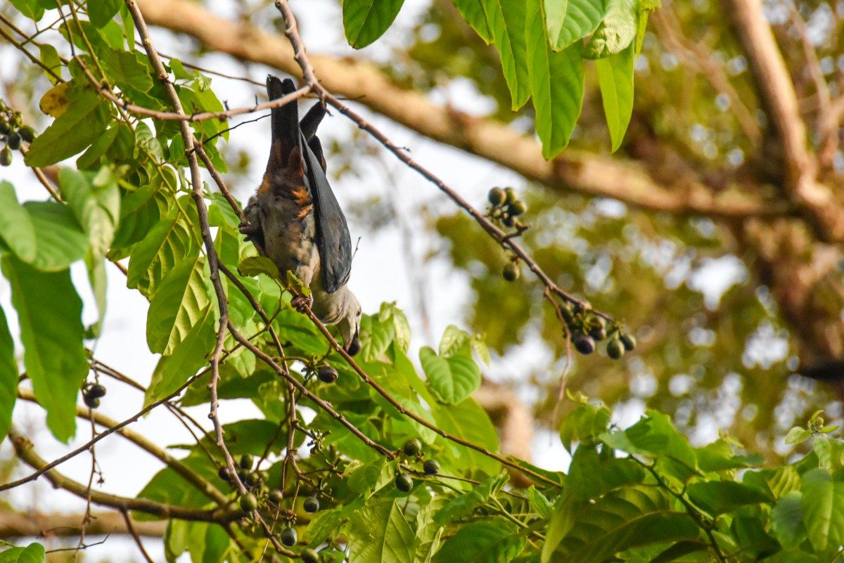 6 Best Places for Bird Watching in Samoa 🐦 - Samoa Pocket Guide