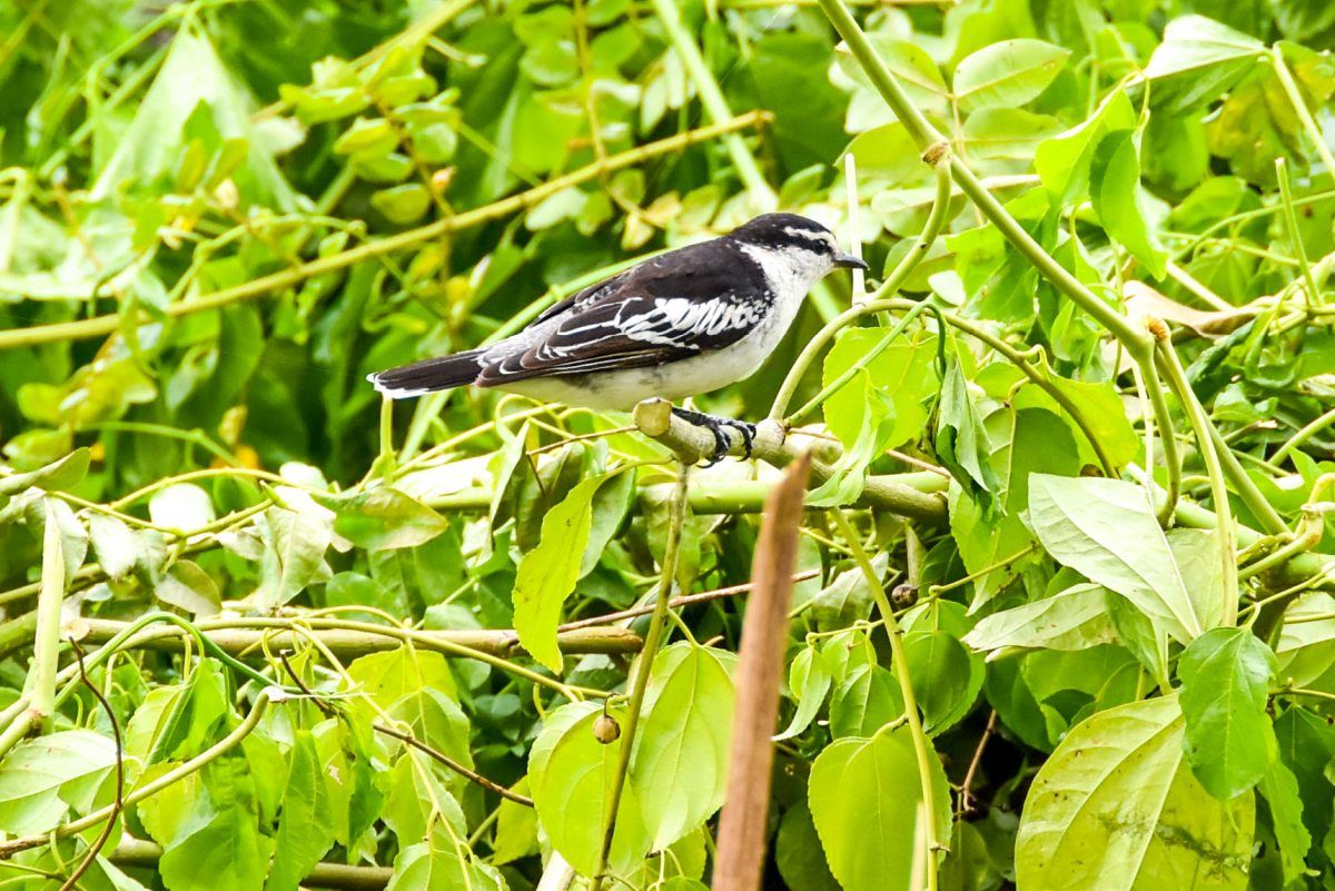 20 Animals & Birds Found in Samoa 🦜 - Samoa Pocket Guide