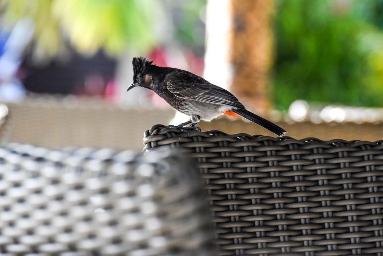 20 Animals & Birds Found in Samoa 🦜 - Samoa Pocket Guide