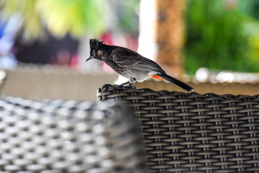 20 Animals & Birds Found in Samoa 🦜 - Samoa Pocket Guide