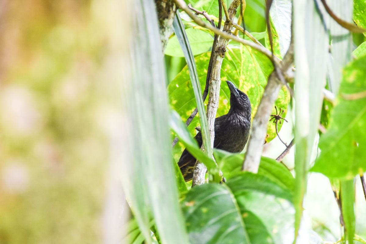 6 Best Places for Bird Watching in Samoa 🐦 - Samoa Pocket Guide