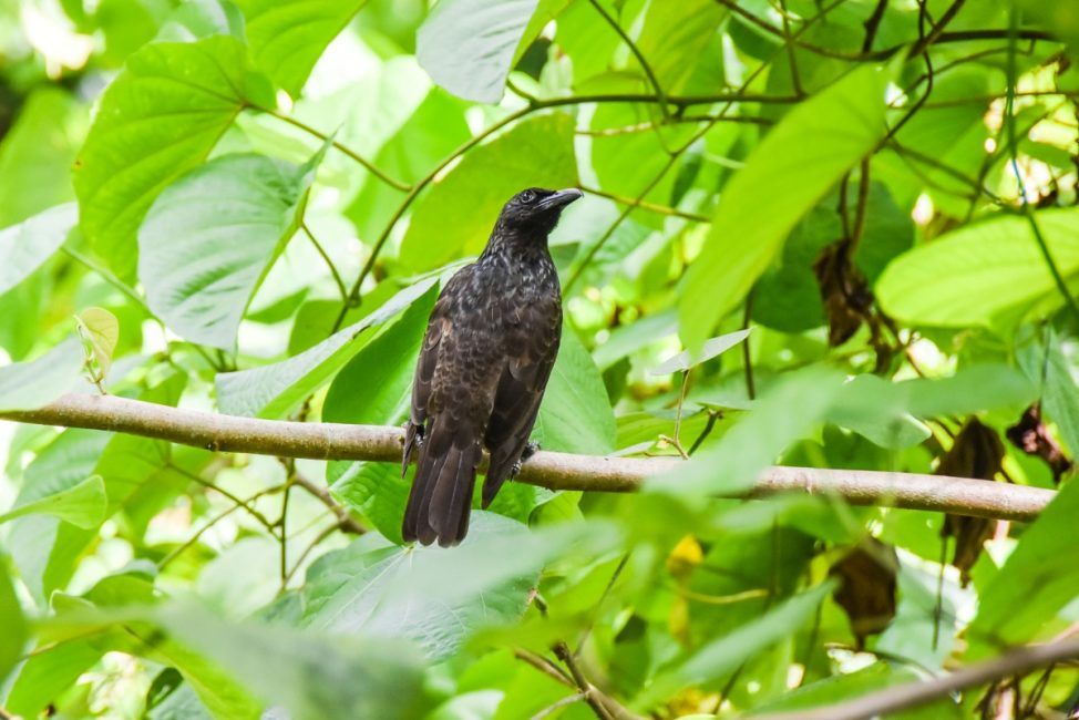 20 Animals & Birds Found in Samoa 🦜 - Samoa Pocket Guide