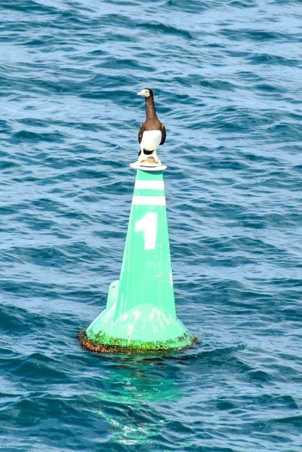 20 Animals & Birds Found in Samoa 🦜 - Samoa Pocket Guide