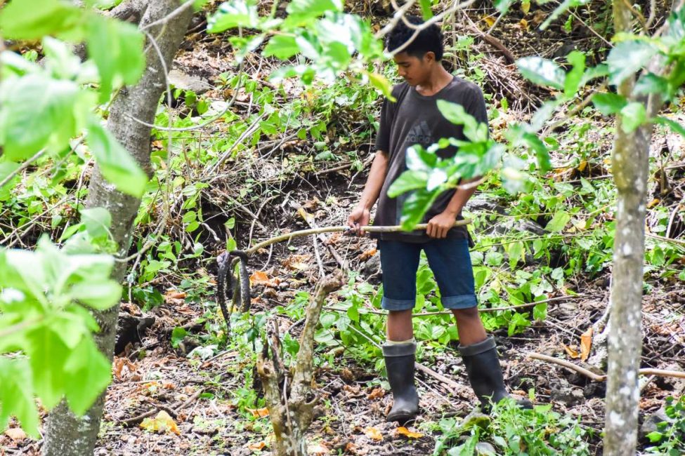 20 Animals & Birds Found in Samoa 🦜 - Samoa Pocket Guide