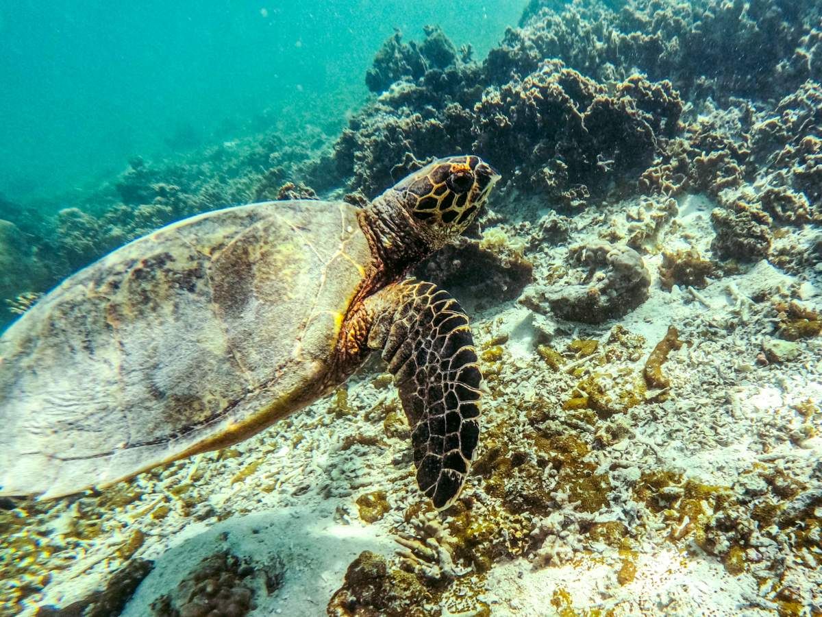 20 Animals & Birds Found in Samoa 🦜 - Samoa Pocket Guide