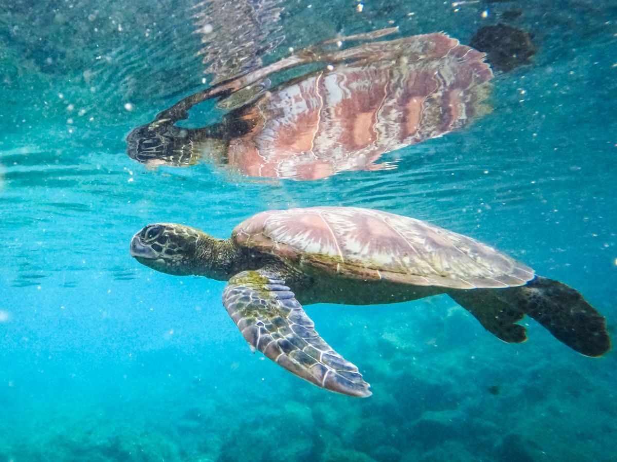 Wildlife in Samoa: Animals in Samoa & Where to See Them - Samoa Pocket ...