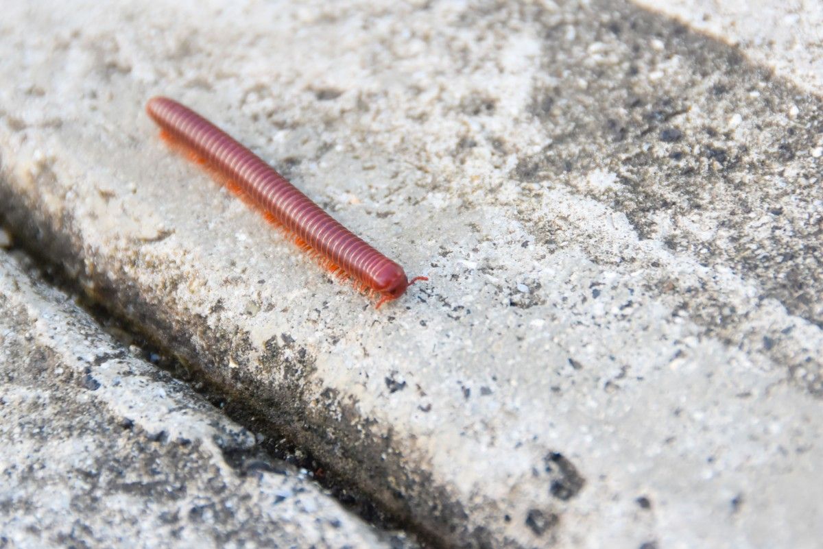 Samoa Safety Tips: Is it Safe to Travel to Samoa? - Samoa Pocket Guide