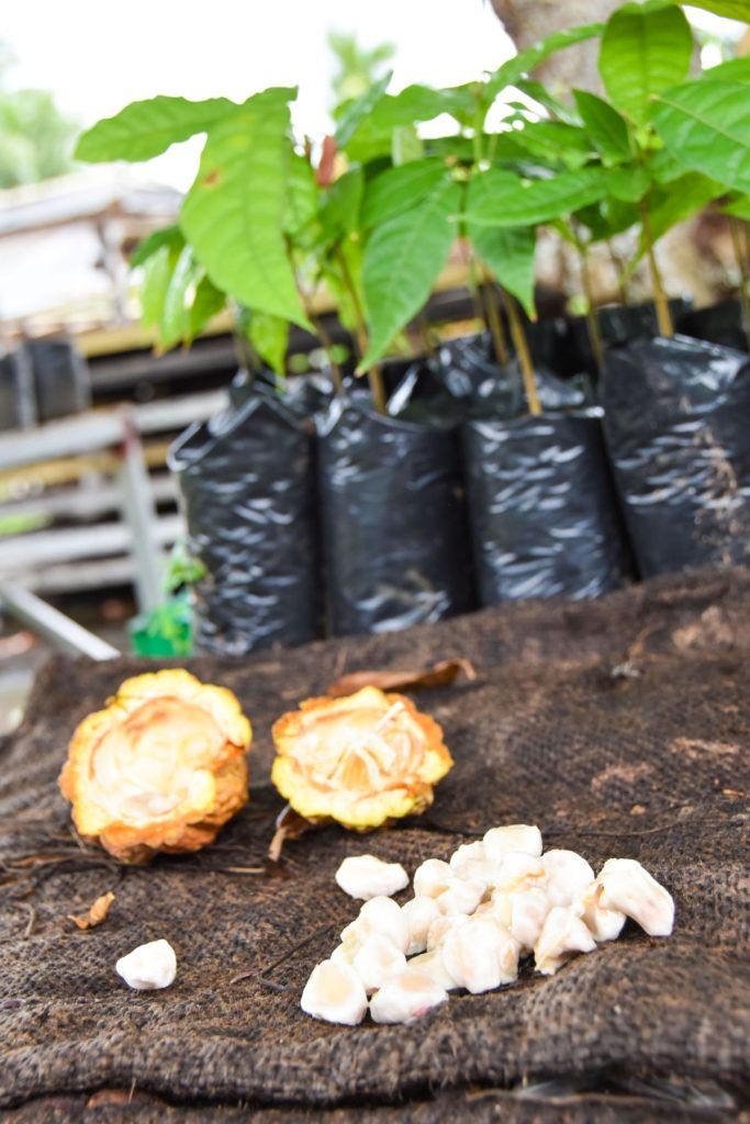 Samoa Food Itinerary: 7 Days / 1 Week - Samoa Pocket Guide