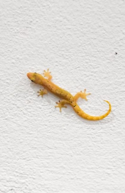 Wildlife in Samoa: Animals in Samoa & Where to See Them - Samoa Pocket ...