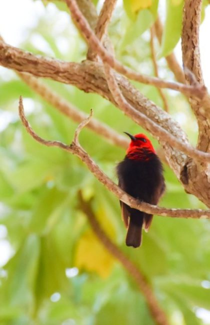 5 Best Places for Bird Watching in Samoa 🐦 - Samoa Pocket Guide