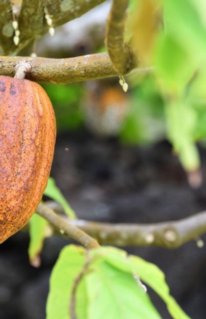 10 Exotic Fruits in Samoa You HAVE to Try! - Samoa Pocket Guide